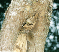 Marsupial Mating Proves Promiscuity Pays - Scientific American