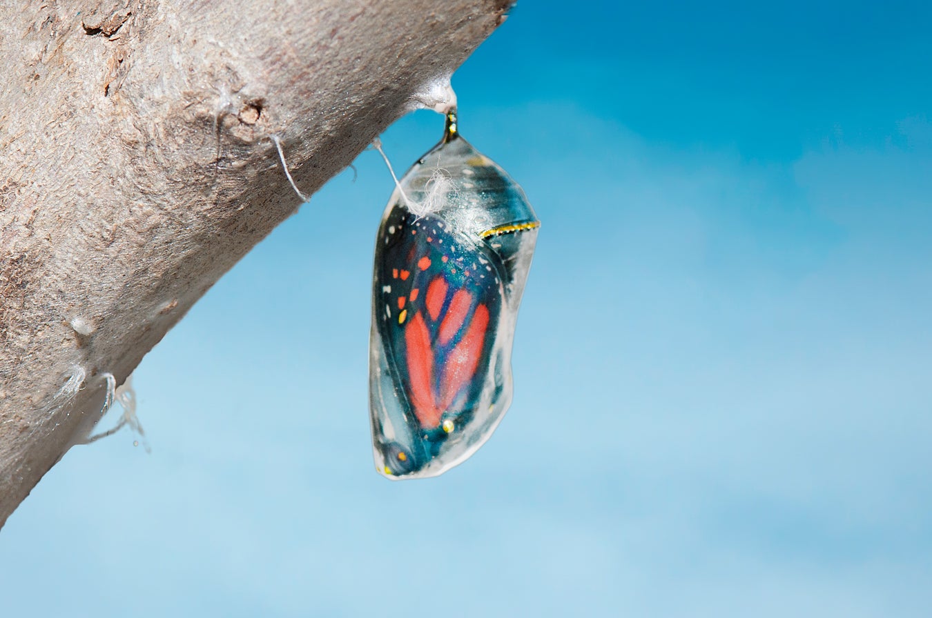 How Does a Caterpillar Turn into a Butterfly? | Scientific American