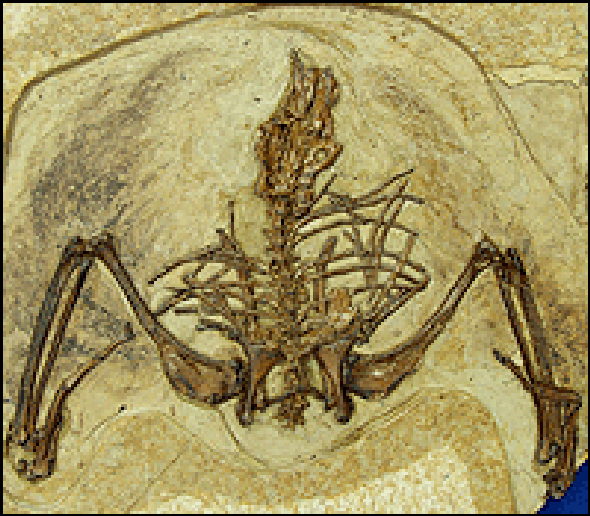 Ducklike Fossil Points to Aquatic Origins for Modern Birds - Scientific ...