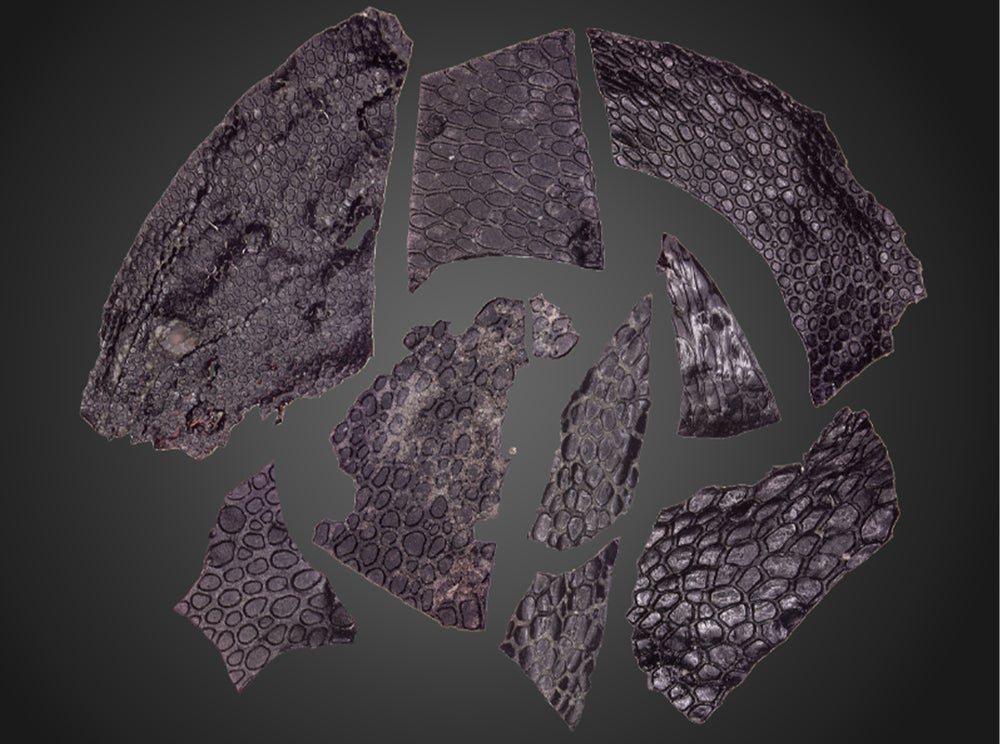 The Oldest Fossilized Reptile Skin Ever Found Predates the Dinosaurs ...