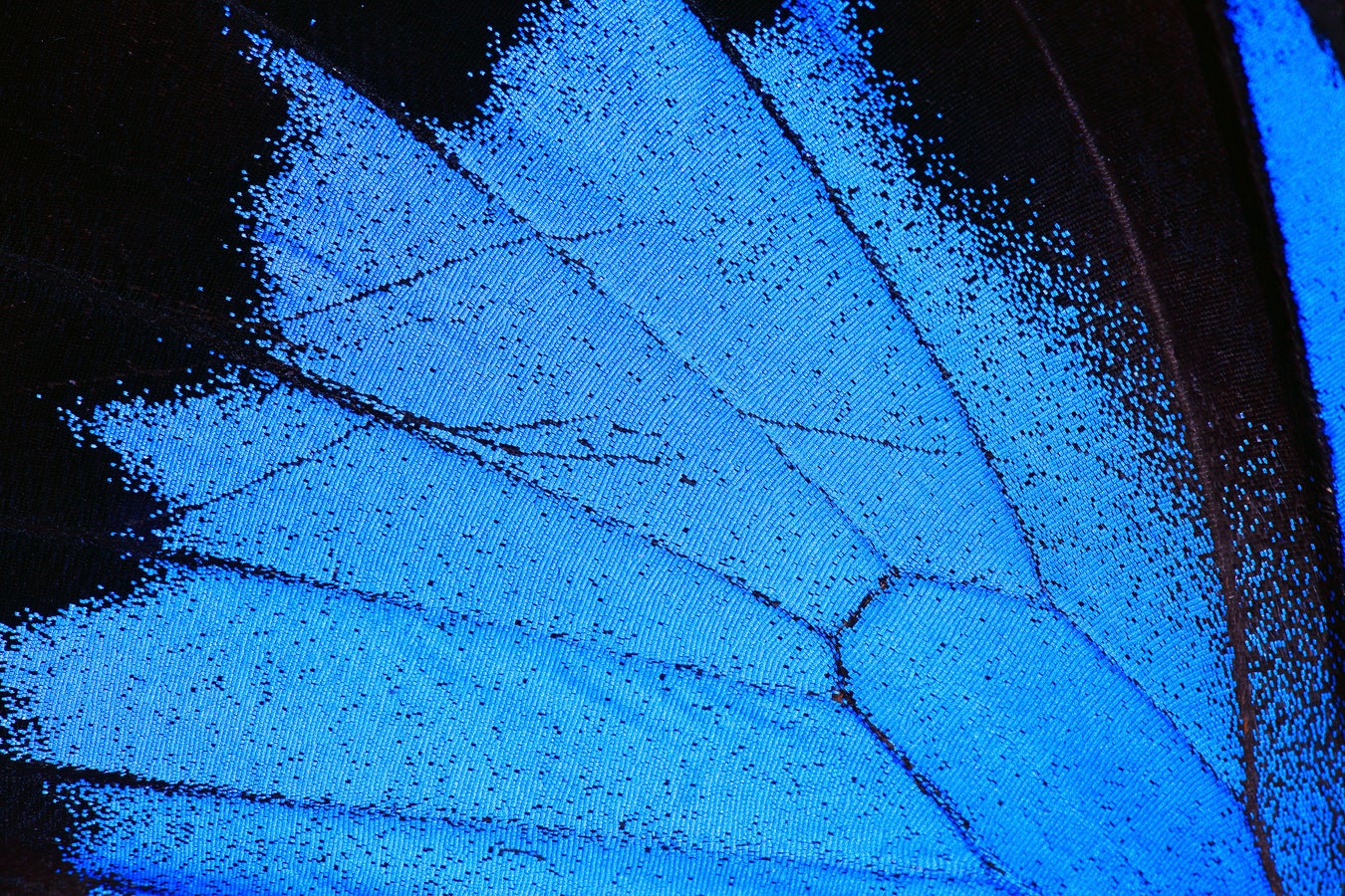 A Butterfly's Brilliant Blue Wings Lead to Less Toxic Paint ...