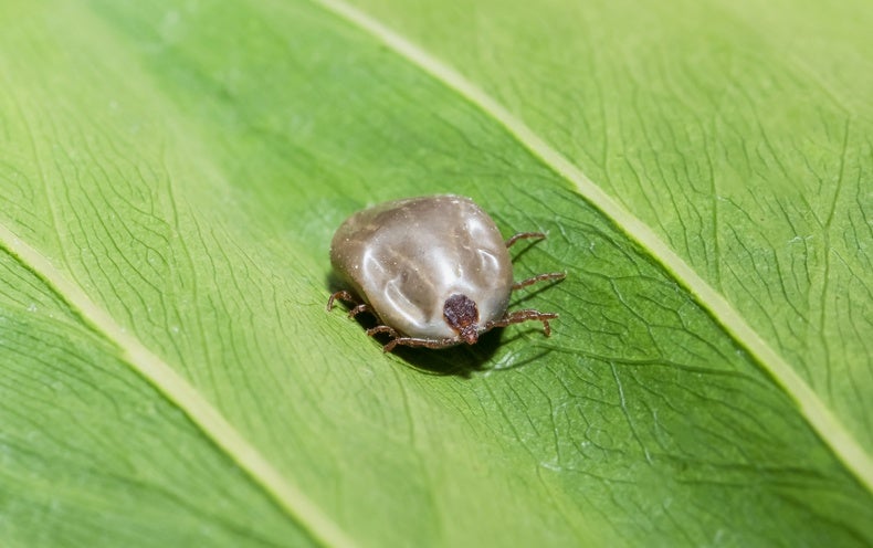 Tick Discovery Highlights How Few Answers We Have about These Pests in ...