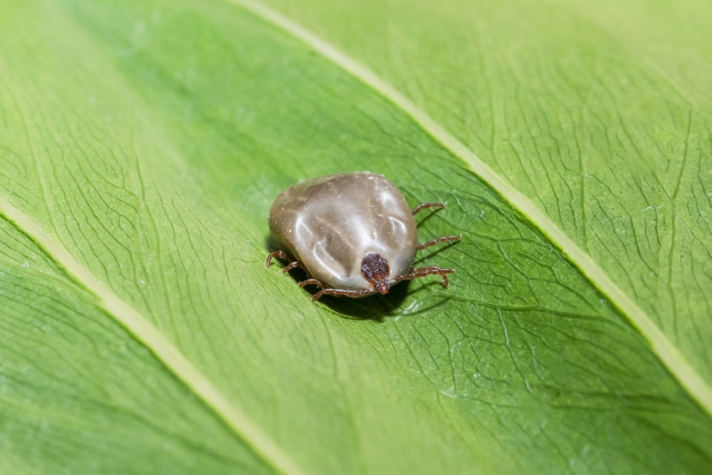 Tick Discovery Highlights How Few Answers We Have about These Pests in ...
