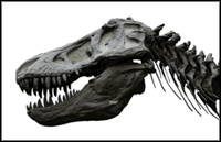 If T. rex fell, how did it get up, given its tiny arms and low center ...