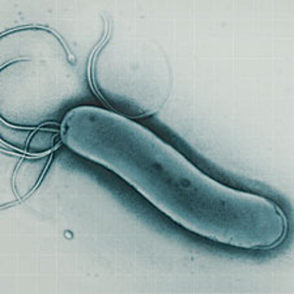 Stopping Infections: The Art of Bacterial Warfare - Scientific American