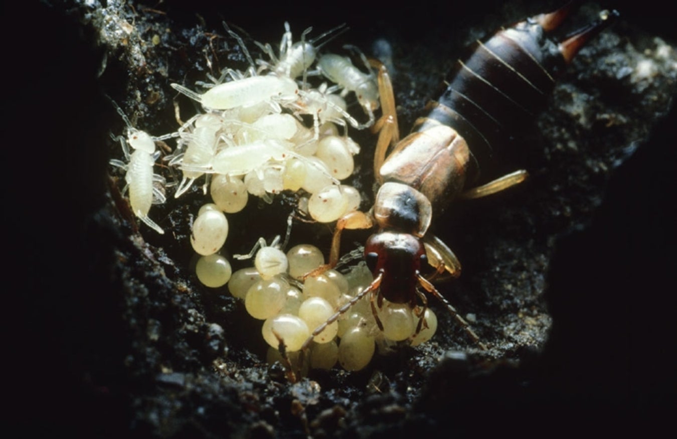 Orphaned Bugs Make Bum Parents | Scientific American