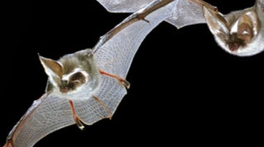 A Field Guide to Bats - Scientific American