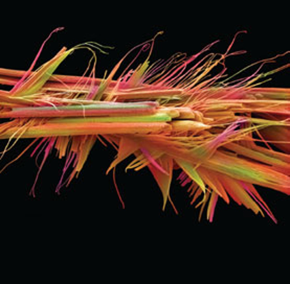 Caffeine Crystals | Scientific American