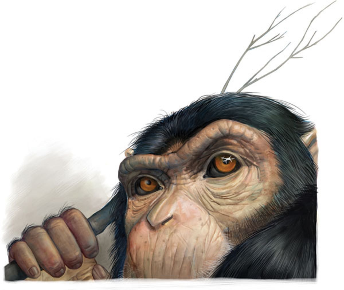 Chimp Uses Branch to a Swat Drone out of the Air | Scientific American