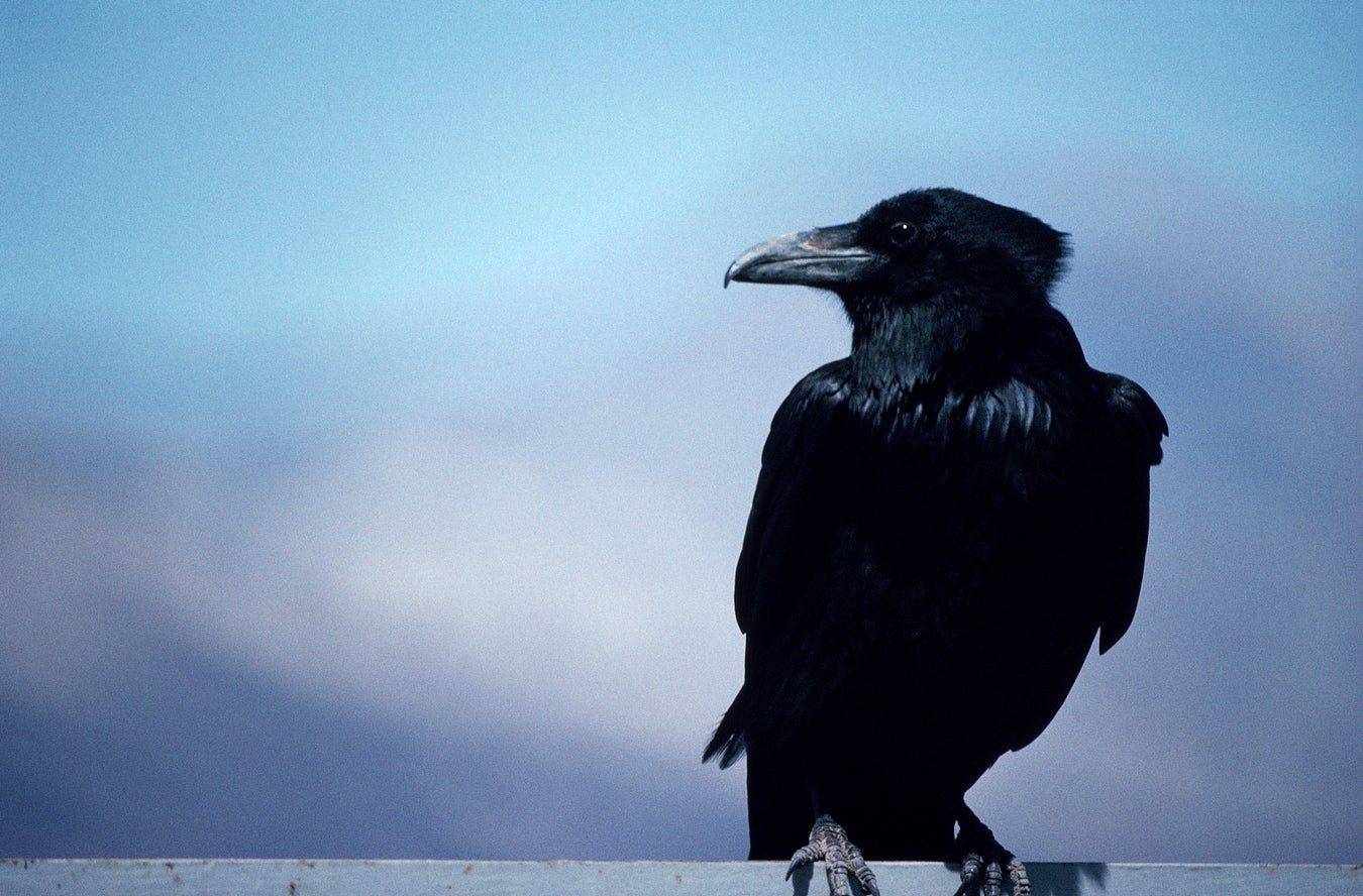 Ravens Crow with Individual Flair | Scientific American