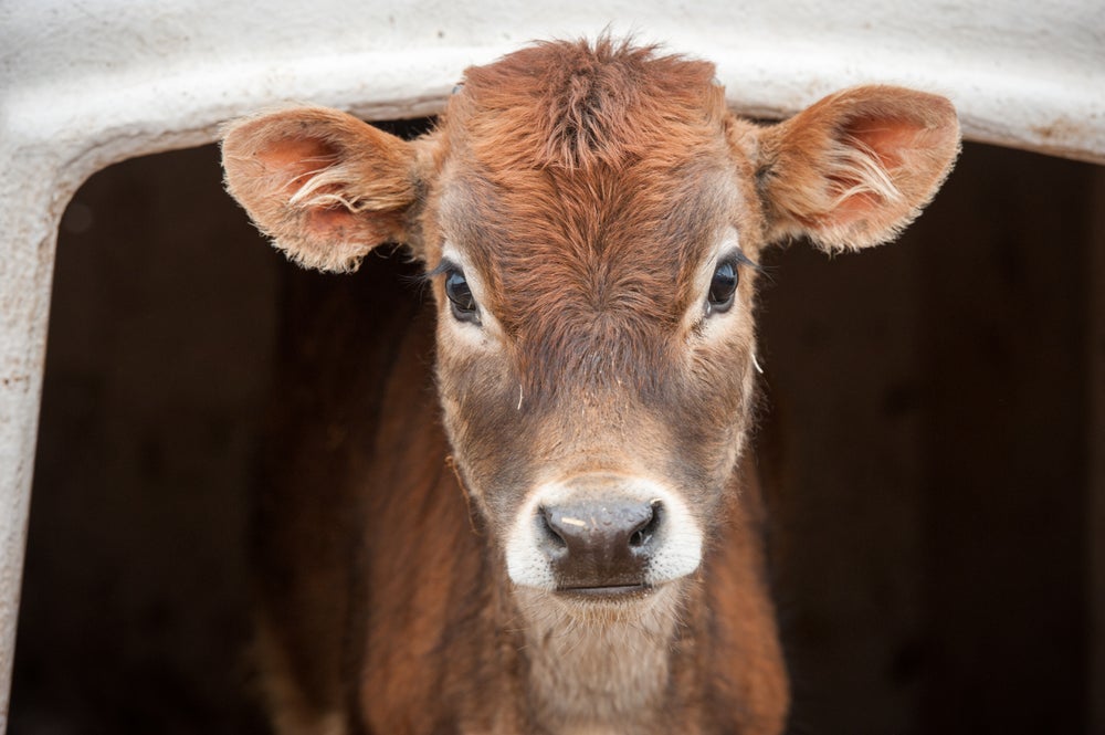 This Cow and Pig Influenza Virus Could Infect Humans: What We Know So ...