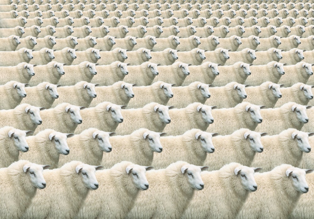 Whatever Happened to Cloning? | Scientific American