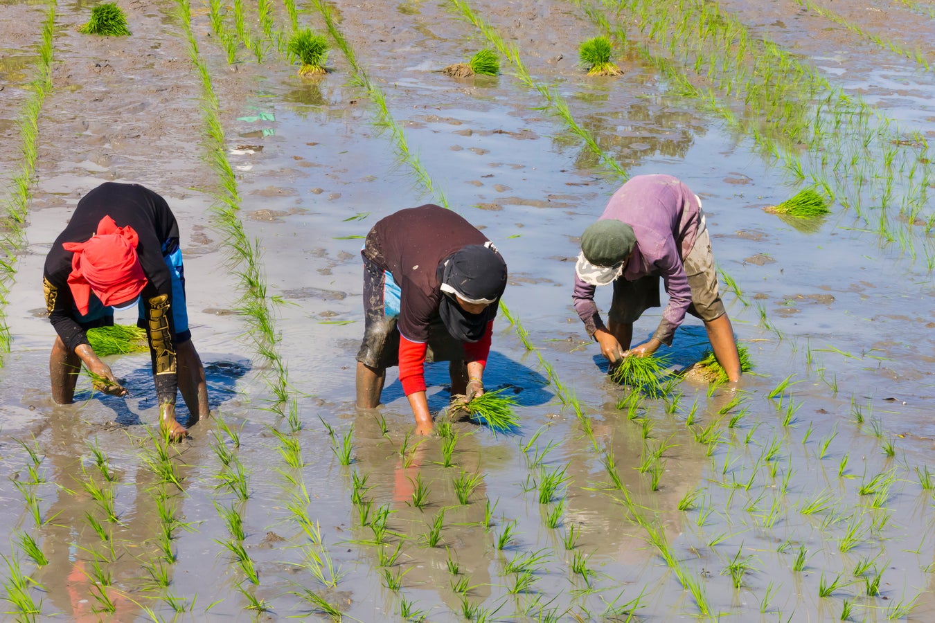 What Conservation Efforts Can Learn from Indigenous Communities ...