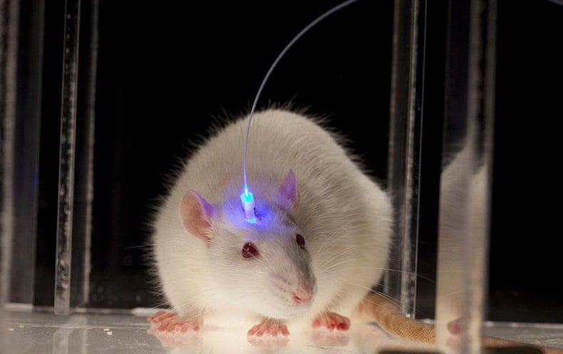 Scientists Use Light to Turn Off Autism Symptoms in Mice - Scientific ...