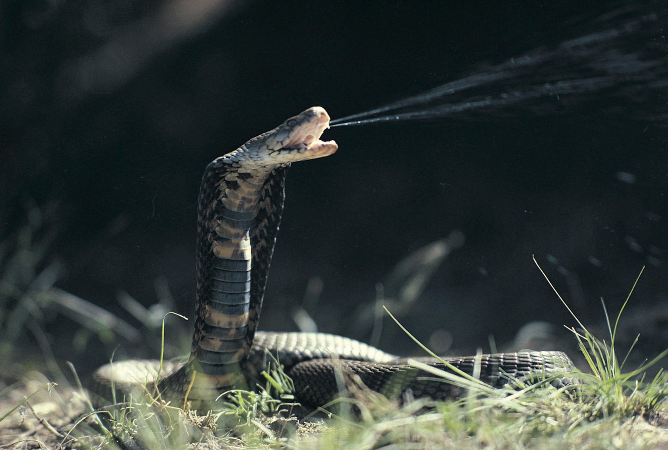 Harder-Working Snakes Pack Stronger Venom | Scientific American