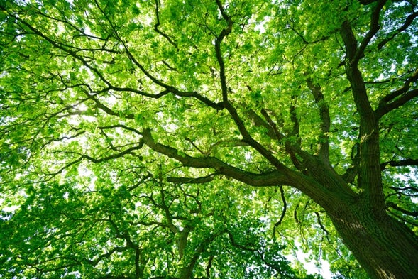 How Many Trees Are There in the World? [Video] - Scientific American