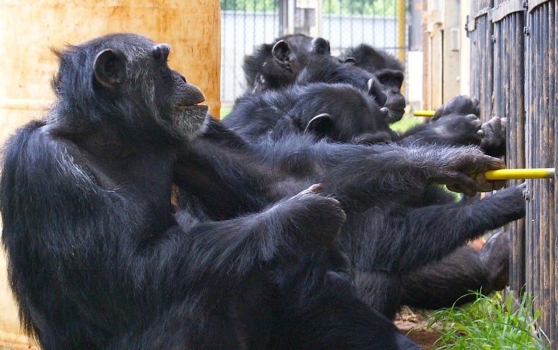Like Humans, Chimps Reward Cooperation and Punish Freeloaders ...
