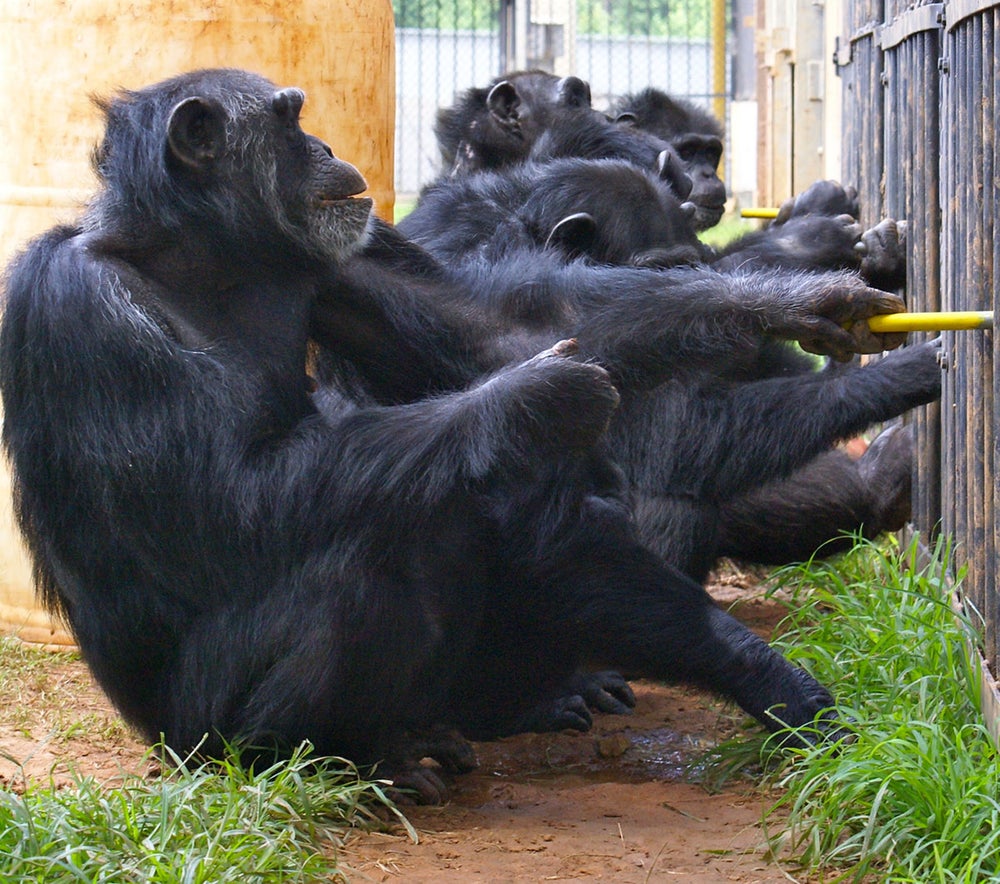 Like Humans, Chimps Reward Cooperation and Punish Freeloaders ...