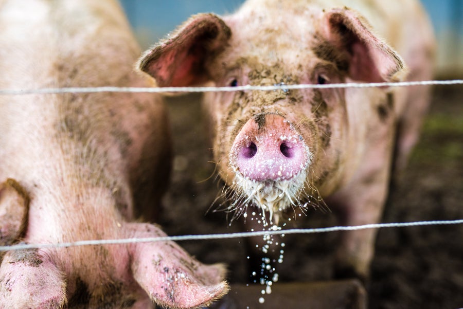 Environment Watchdogs Harness AI to Track Overflowing Factory-Farm ...