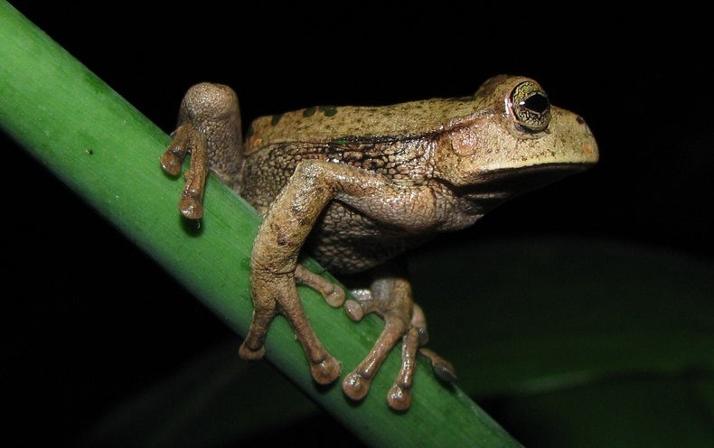 Amphibian-Killing Invasive Fungus Causes Record Wildlife Loss ...