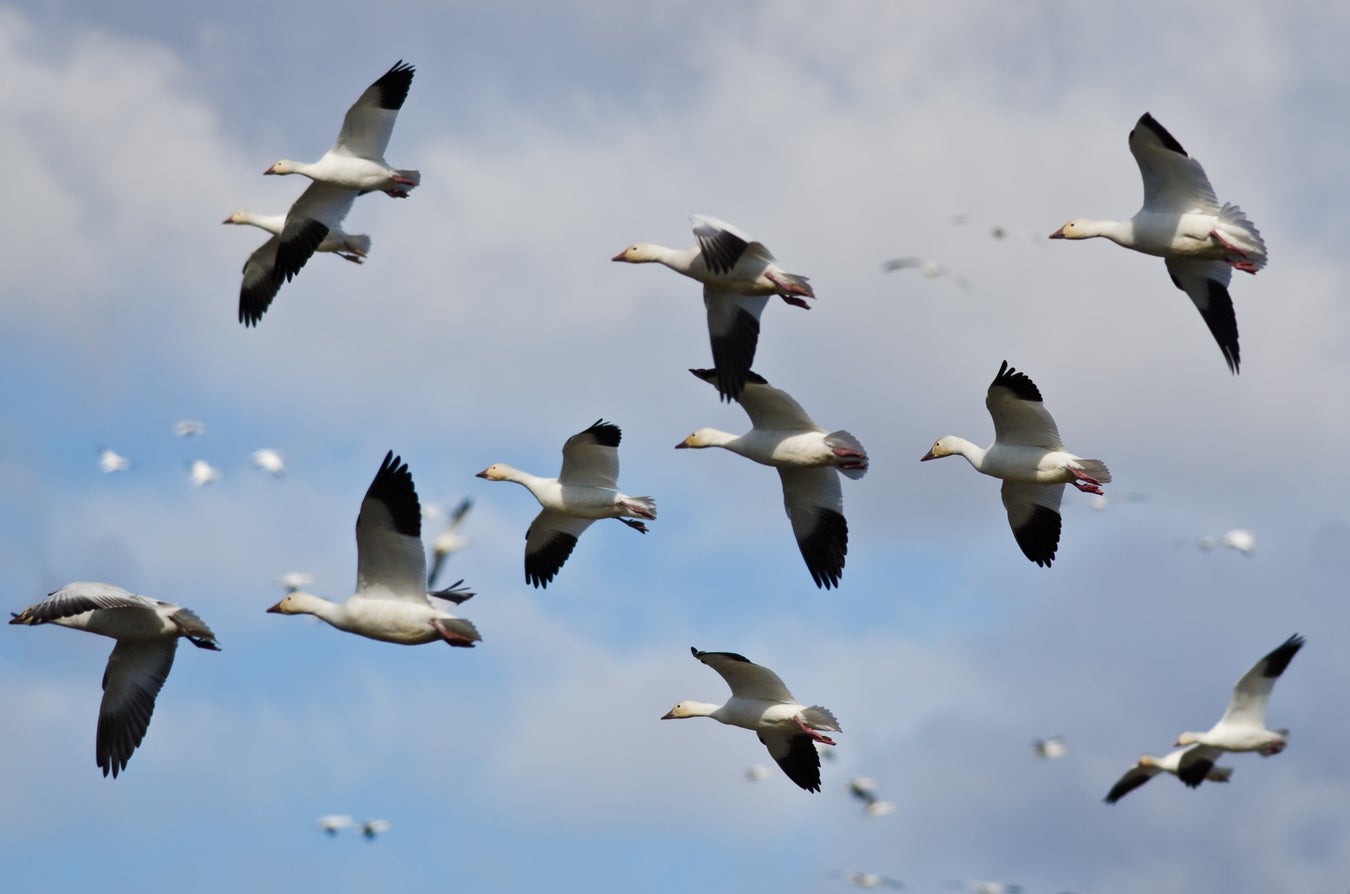 Answering an Age-Old Mystery: How Do Birds Actually Fly? | Scientific ...