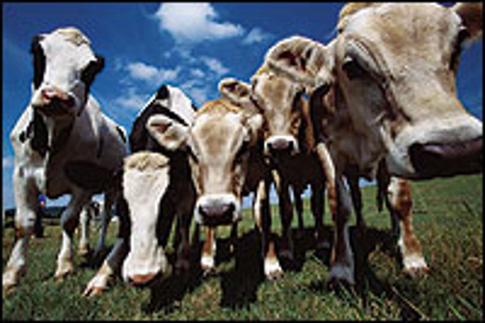 The Beef with Cloned Meat | Scientific American