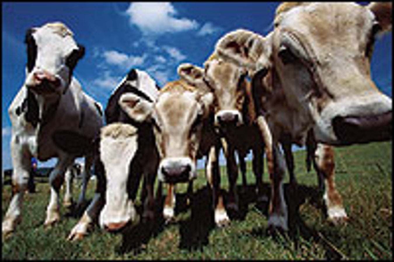 The Beef with Cloned Meat | Scientific American