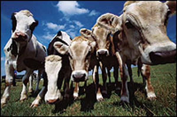 The Beef with Cloned Meat | Scientific American