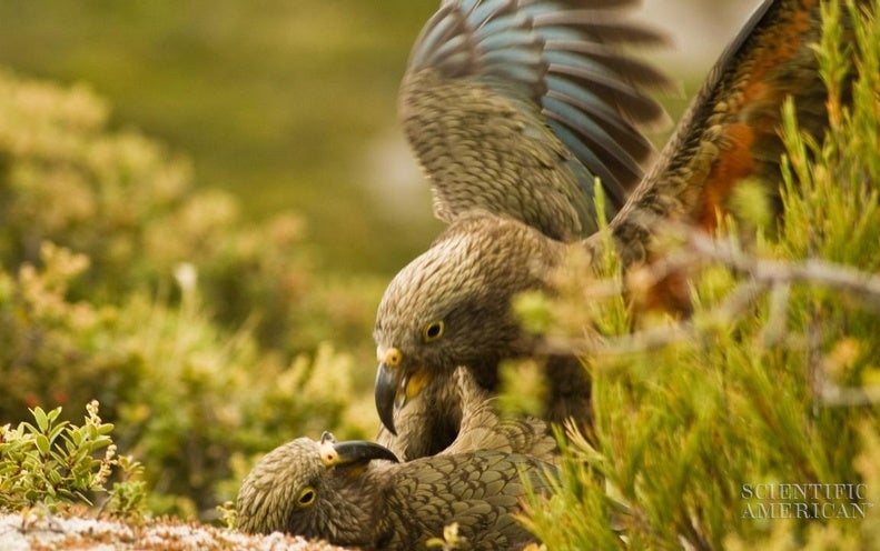 Parrot "Giggles" Trigger Play - Scientific American