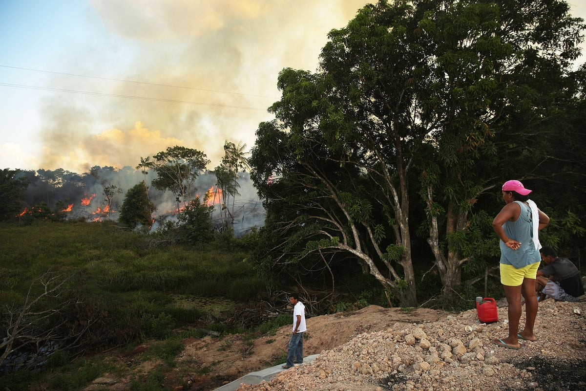 Dry Amazon Could See Record Fire Season | Scientific American