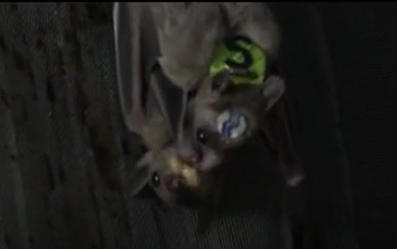 Male Bats Up Mating Odds with Mouth Morsels - Scientific American