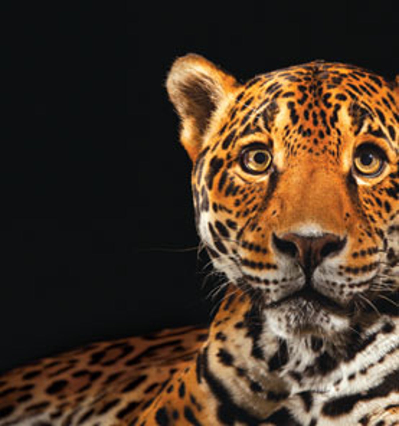 Jaguars May Soon Get Critical Habitat in the U.S. | Scientific American