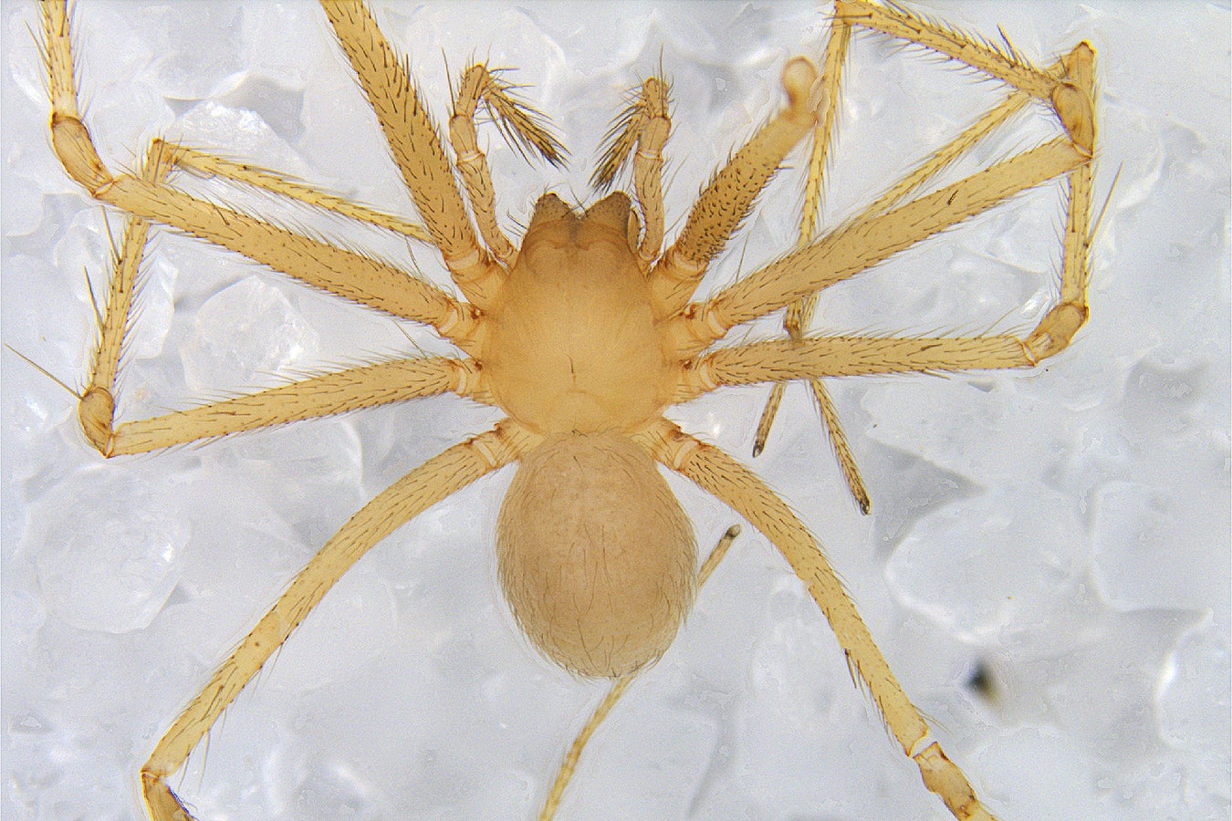 Eyeless Cave Spiders Can Still 'See' the Light | Scientific American