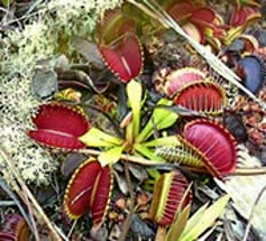 How does the Venus flytrap digest flies? | Scientific American