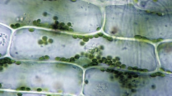 New "Bionic" Leaf Is Roughly 10 Times More Efficient Than Natural ...