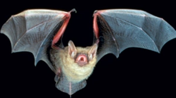 The Secret Lives of Bats [Slide Show] - Scientific American