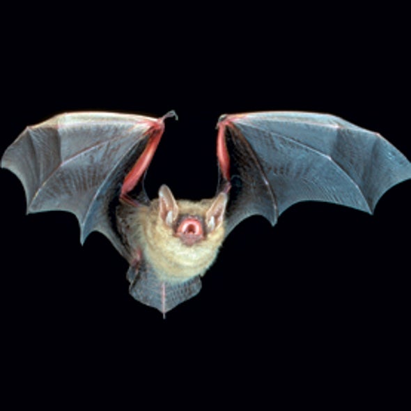 The Secret Lives of Bats [Slide Show] - Scientific American