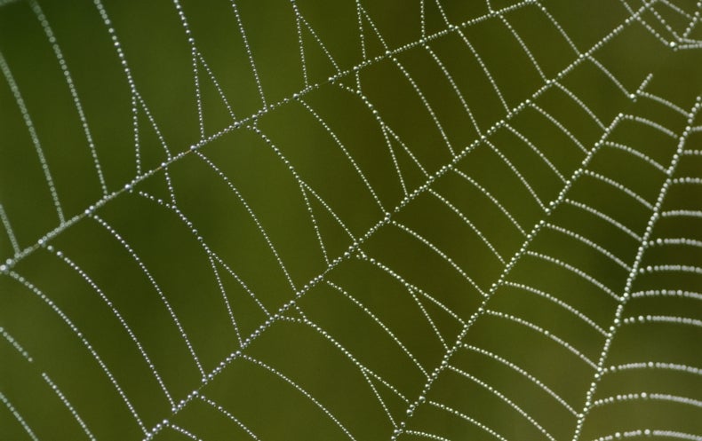 Social Spider Groups Need Bold and Shy Members - Scientific American