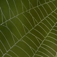 Sticky Science: the Evolution of Spider Webs - Scientific American