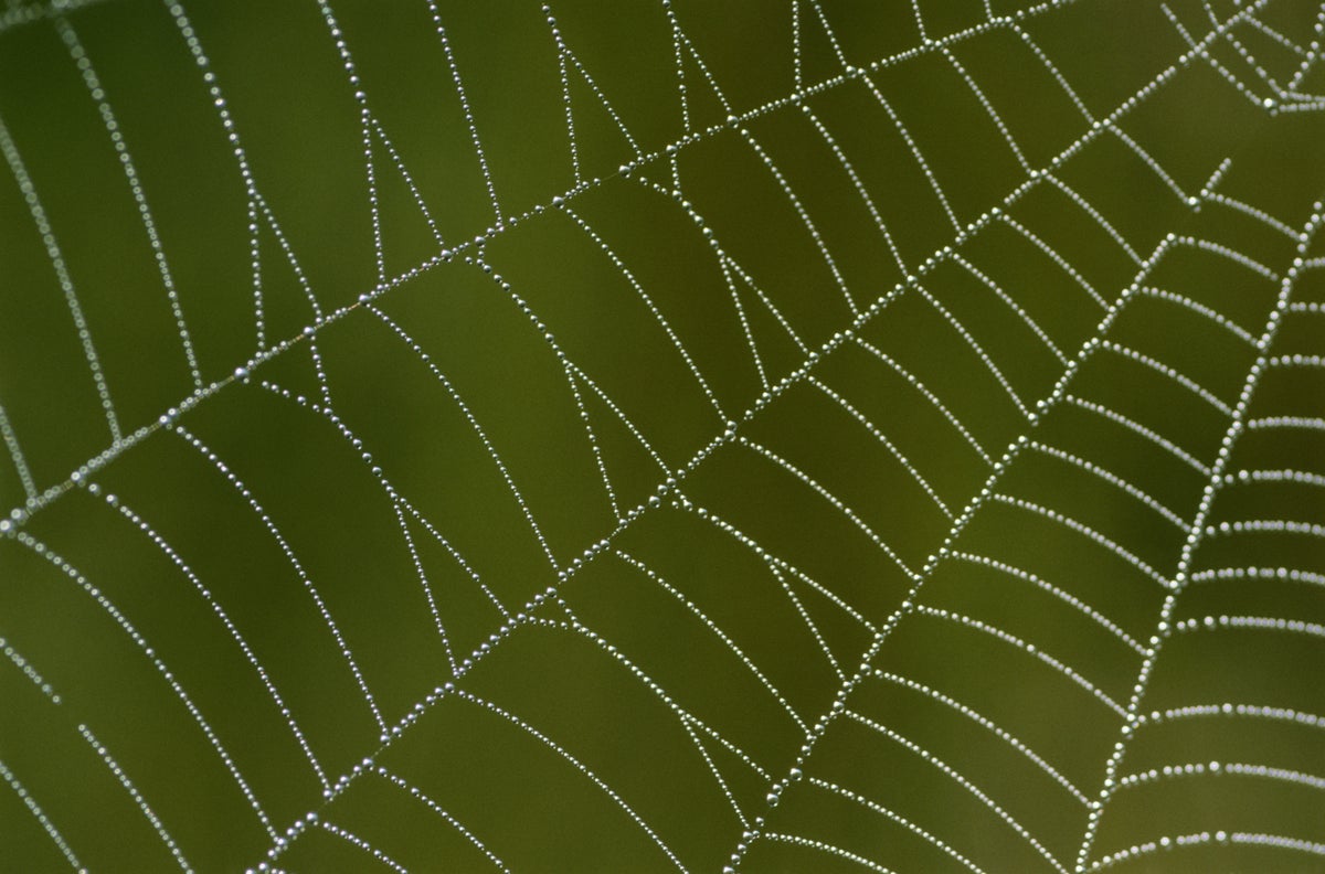 Social Spider Groups Need Bold and Shy Members | Scientific American