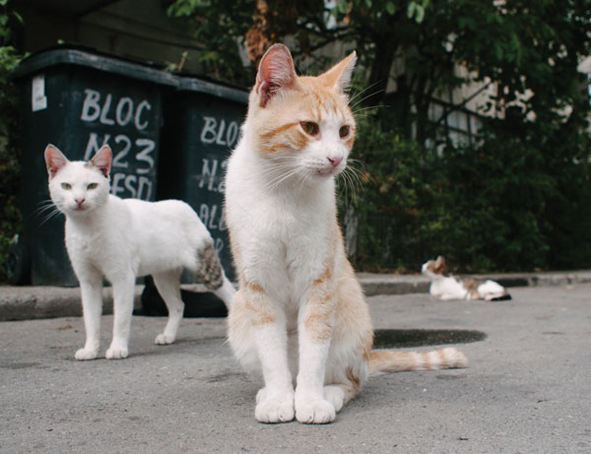 A Case for Cat Contraception | Scientific American
