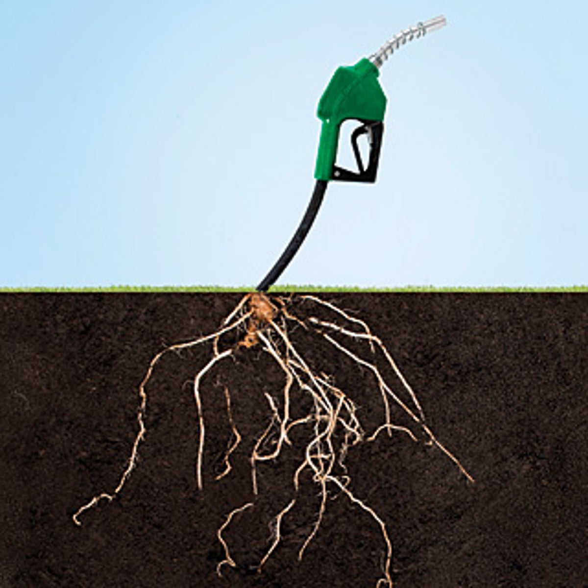 Grassoline: Biofuels beyond Corn | Scientific American