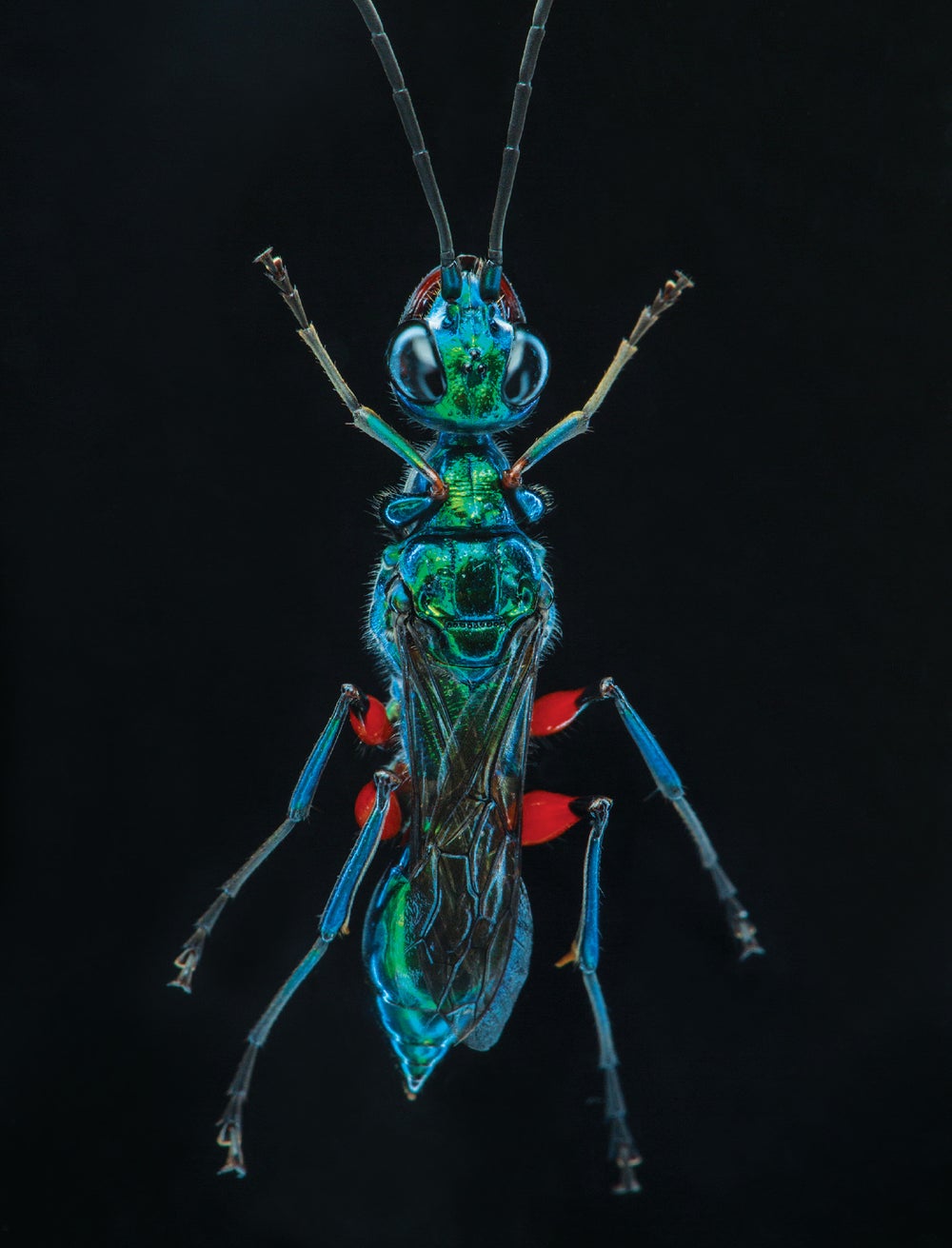 How a Wasp Turns Cockroaches into Zombies | Scientific American