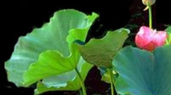 Lotus Leaf Inspires Waterproofing Scheme - Scientific American