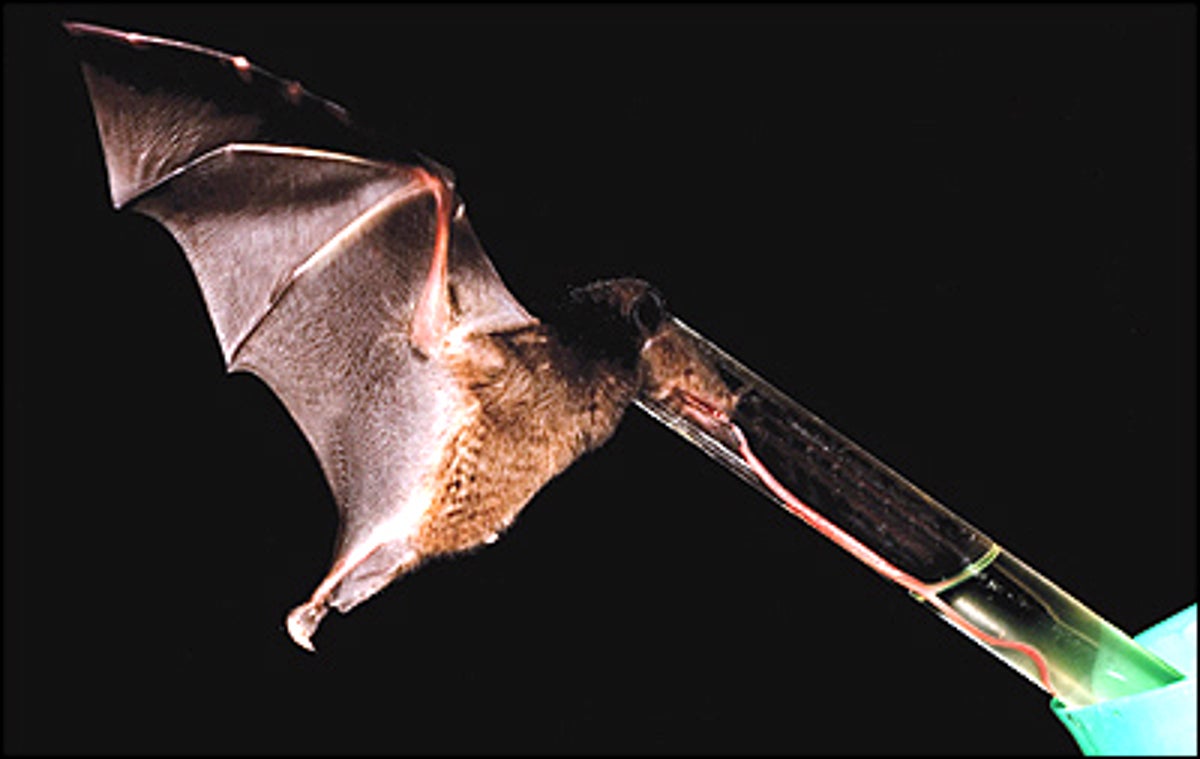 Holy Bat Tongue! | Scientific American