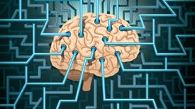 Stories by Maiken Nedergaard - Scientific American