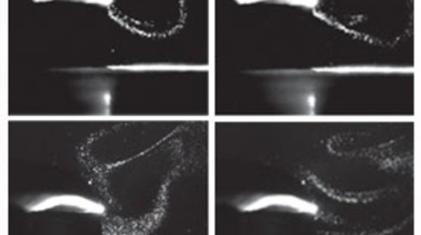 Mushrooms Produce Wind Currents to Disperse Spores - Scientific American