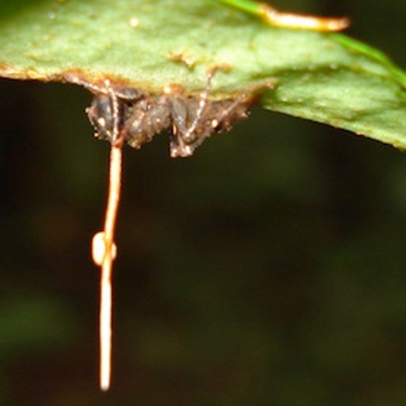 Undead-End: Fungus That Controls Zombie-Ants Has Own Fungal Stalker ...