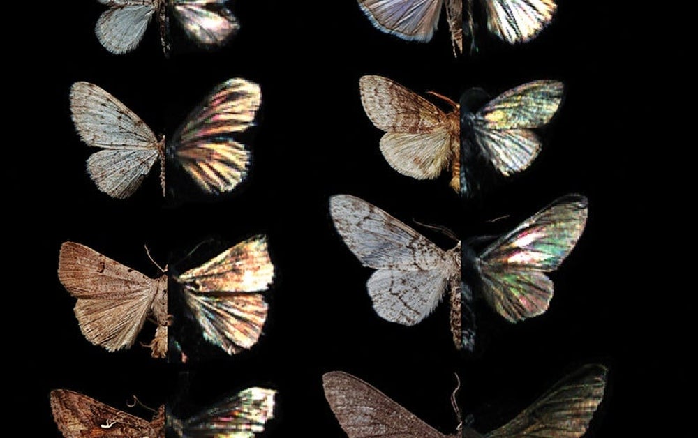 Moth Wings Are Beautiful in Infrared Light | Scientific American