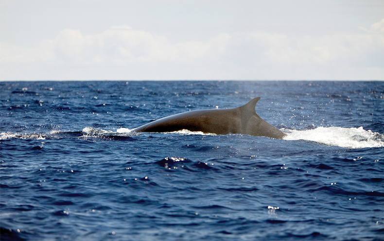 Nuclear Bomb Sensors Eavesdrop on Whales - Scientific American